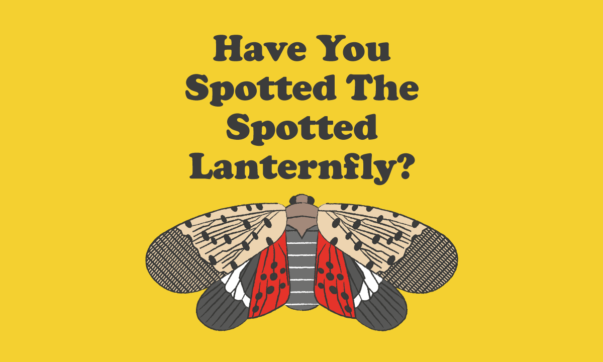 Spotted Lanternfly Threat Awareness Poster: Printable Worksheets for Kids