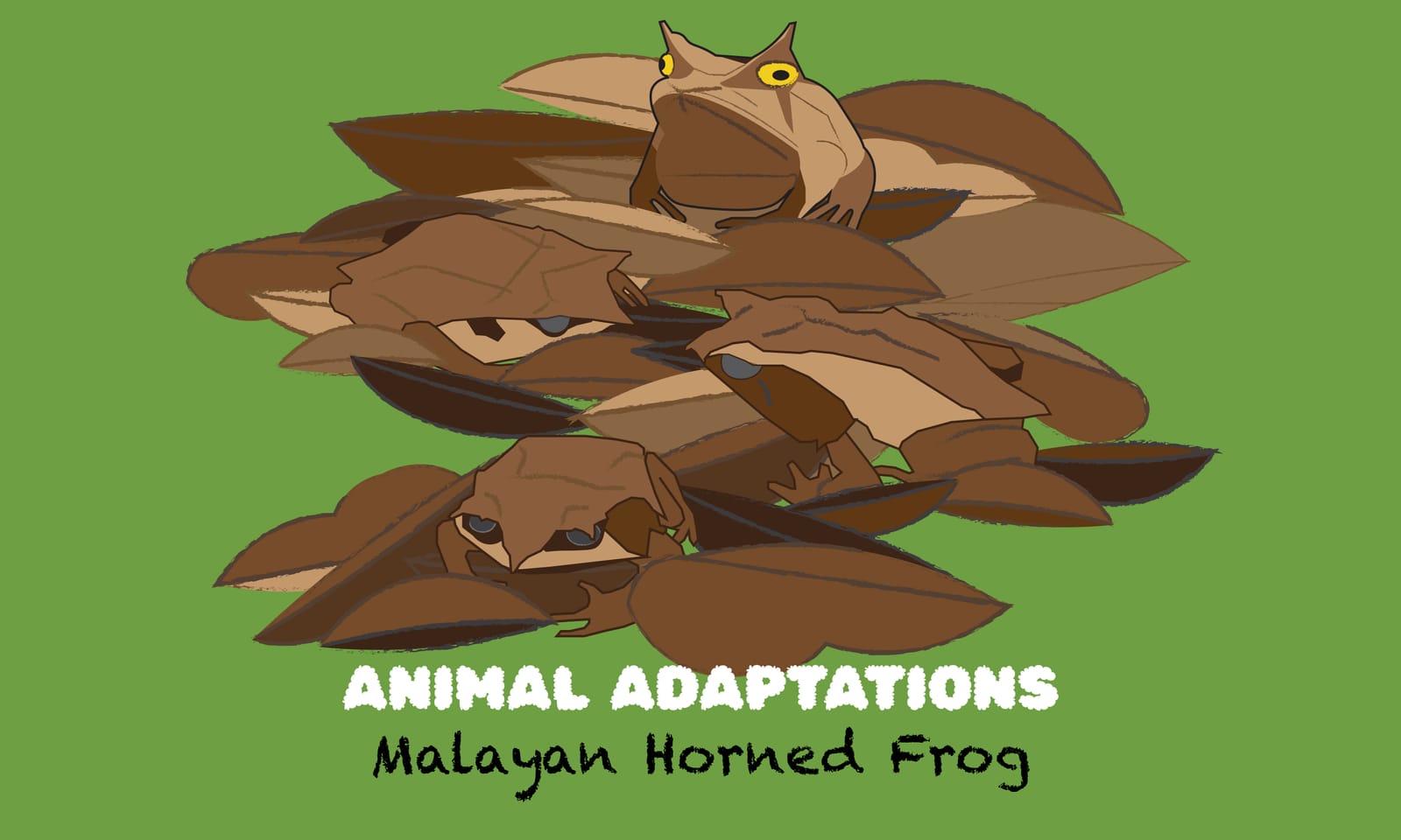Animal Adaptations: The Malayan Horned Frog's Disguise - Creative ...