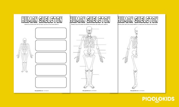Draw Human Skeletons: Creative Printable Worksheets for Kids
