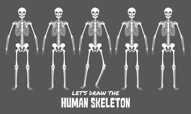 Draw Human Skeletons: Creative Printable Worksheets for Kids